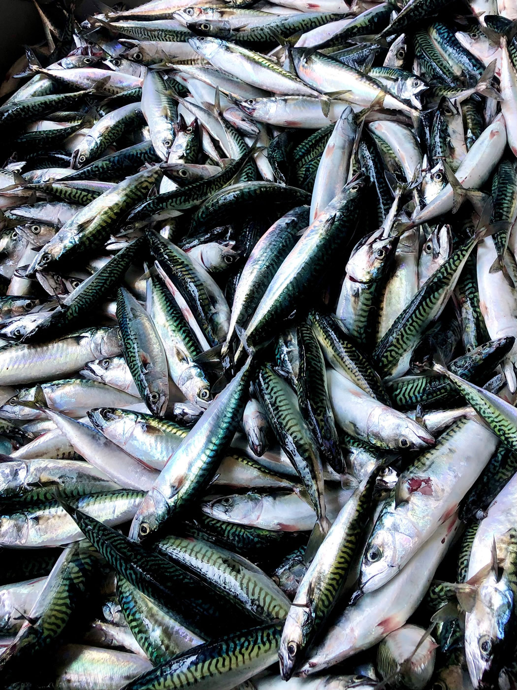 mackerel – Stephanie | Cape Cod Commercial Fishermen's Alliance