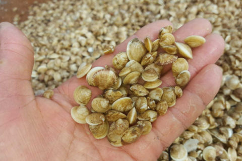 WHERE IT ALL BEGINS, THE ARC OF SHELLFISH PROPAGATION | Cape Cod ...