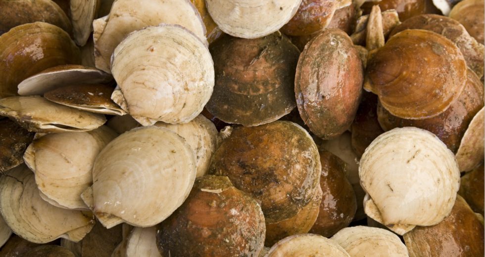 Esoteric terms, everyday impacts | Cape Cod Commercial Fishermen's Alliance