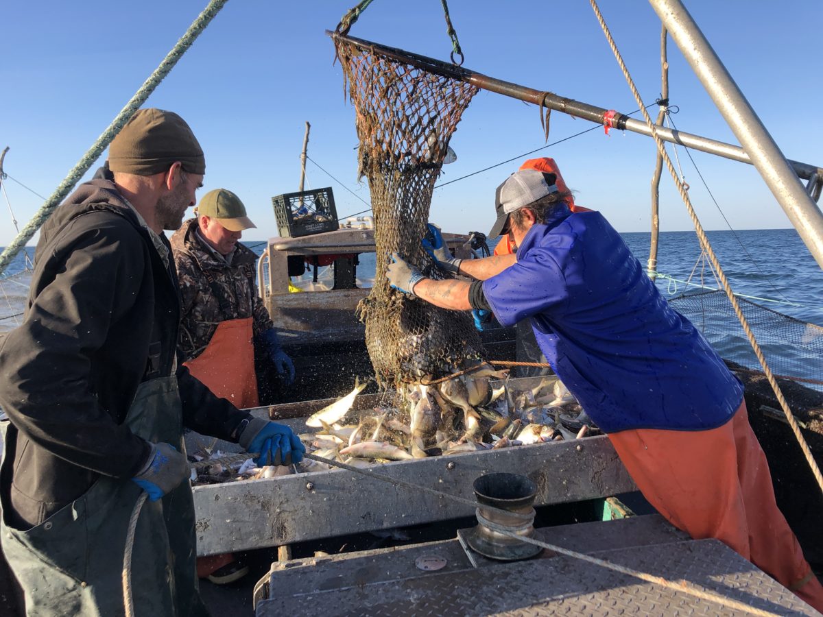 traps weirs scup pogies | Cape Cod Commercial Fishermen's Alliance