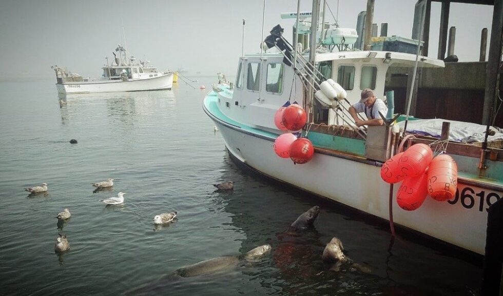 The seal deal: How do we respond to “success”? | Cape Cod Commercial ...