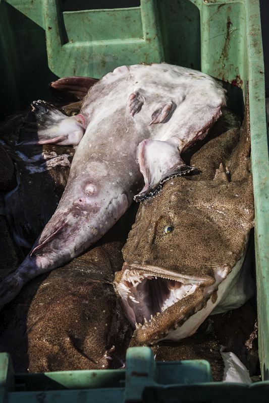 Cape Cod Commercial Fishermen's Alliance | The Voice of Cape Cod’s ...