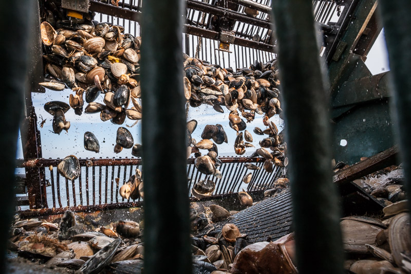 Seeing success in sea clams | Cape Cod Commercial Fishermen's Alliance