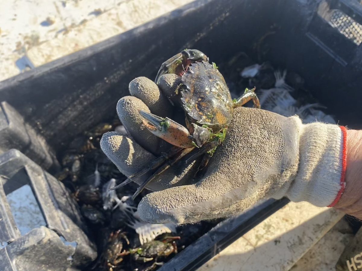 Photo Gallery: Green crabs gone gourmet | Cape Cod Commercial Fishermen ...